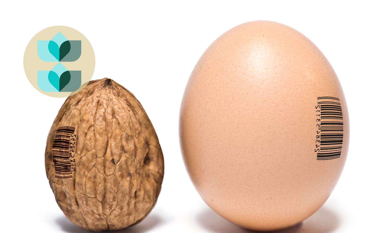 Lot Traceability in Food Manufacturing | inecta